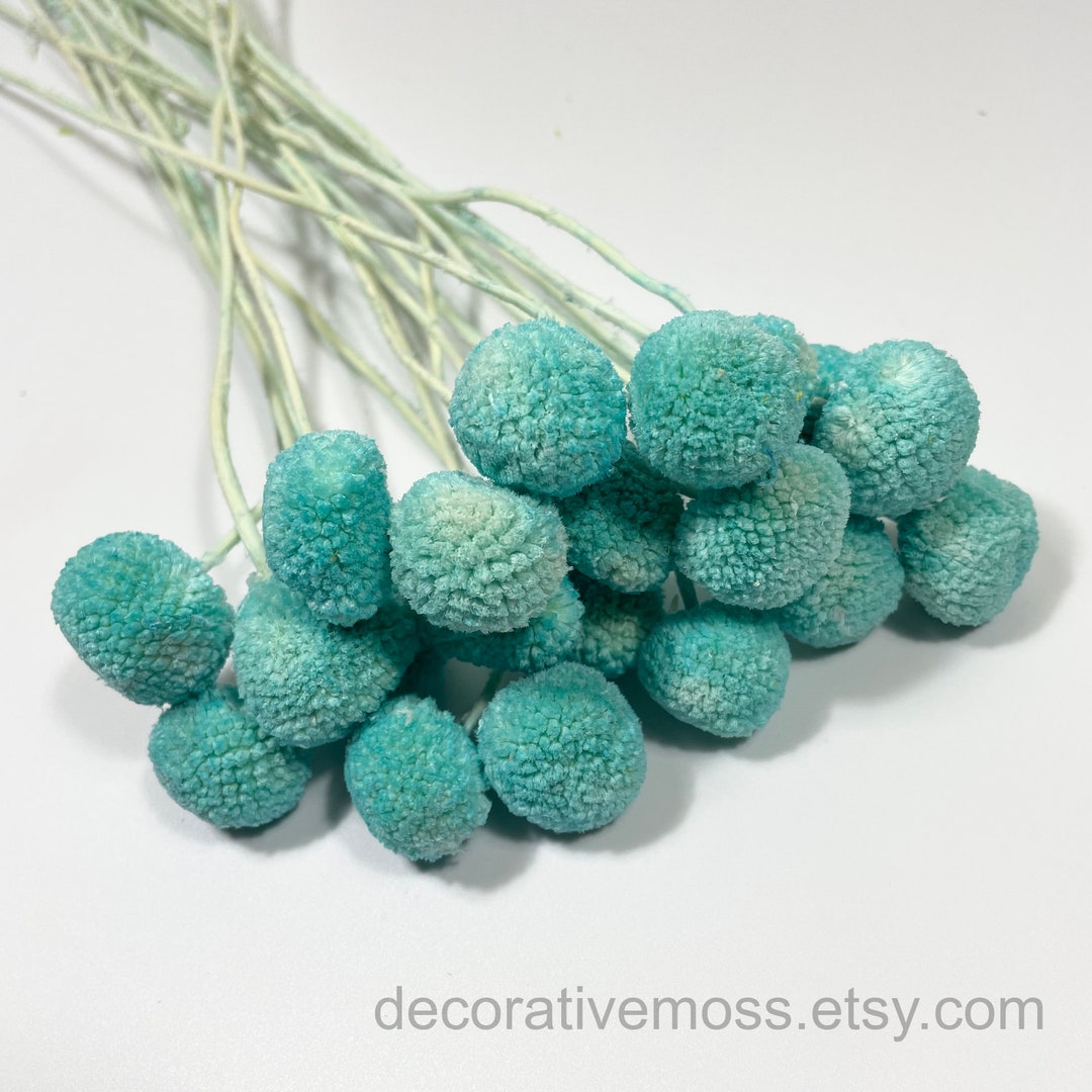 Craspedia Light Blue 20 Stems Billy Balls Preserved - Etsy
