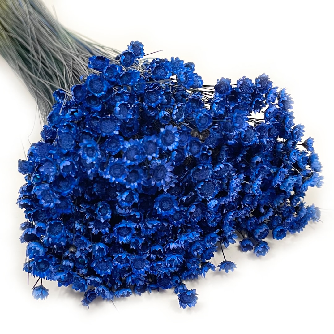 800 Dried Glixia Flowers, Natural Bouquet of Flowers, Wedding ...