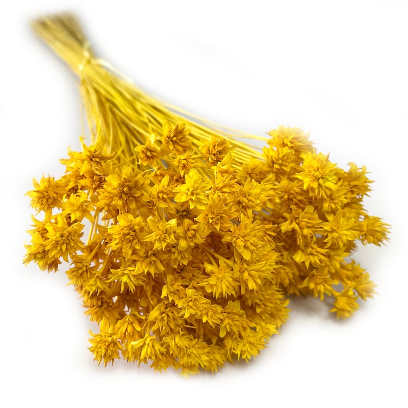 Yellow Dried Flowers - Etsy