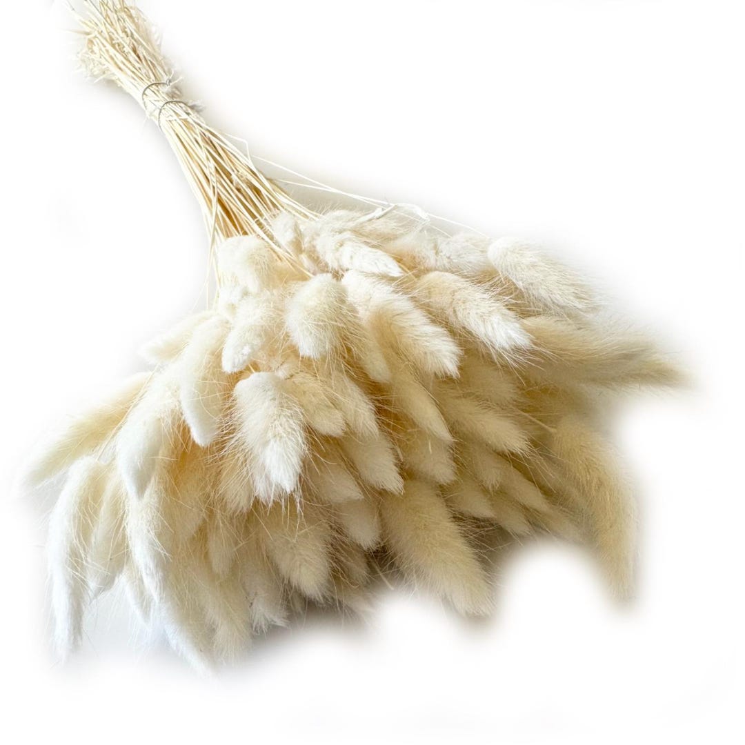 150 Lagurus White, Bunny Tails, Dried Flowers, Wedding, Cake Decoration ...