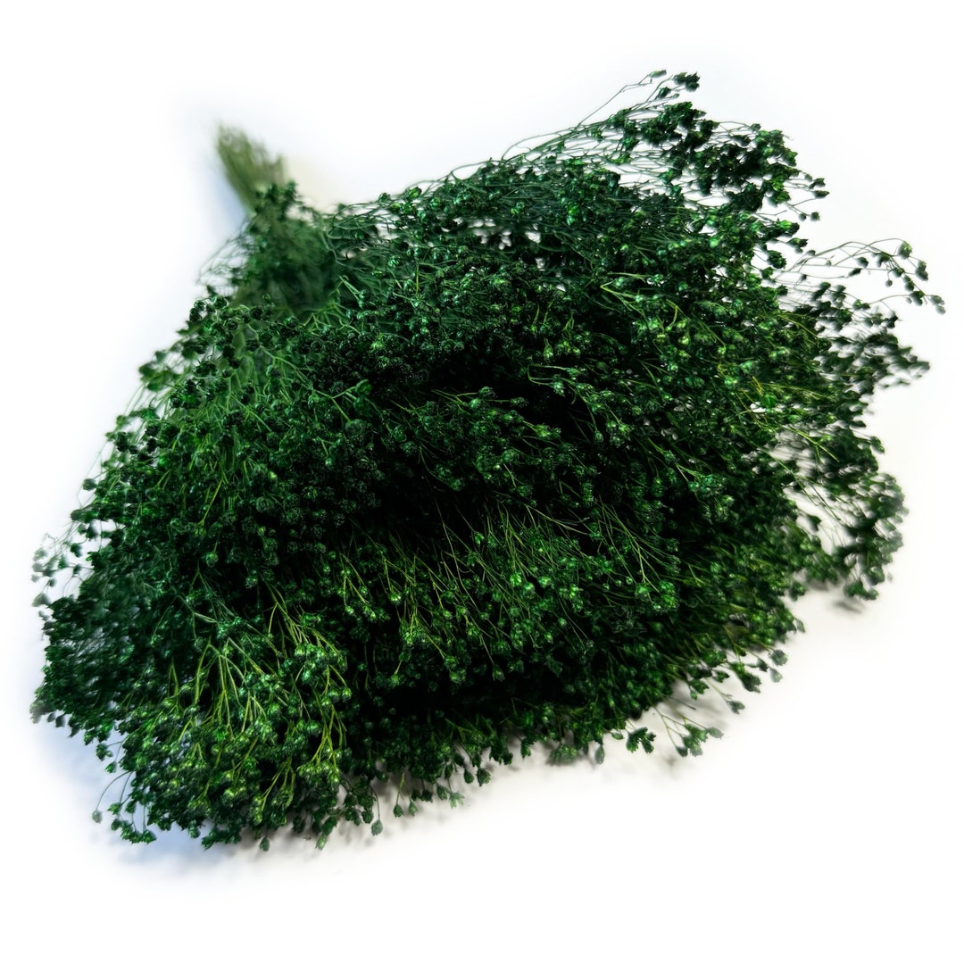 Dried Broom Bloom Green, Dried Flowers, Floral Wedding Decor, Dried ...