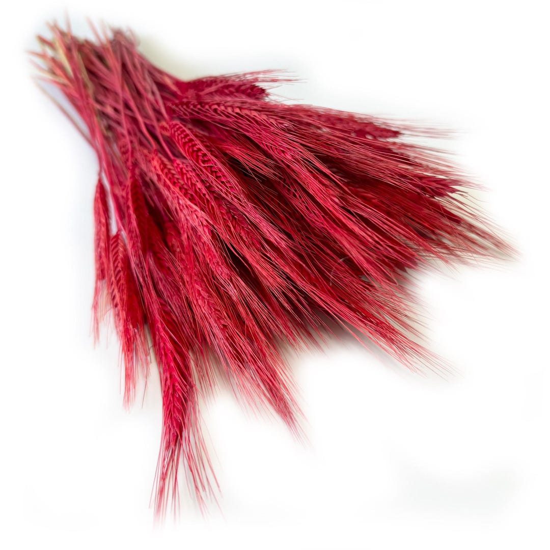 Dried Triticale Natural, Dried Flowers, Floral Wedding Decor, Dried ...