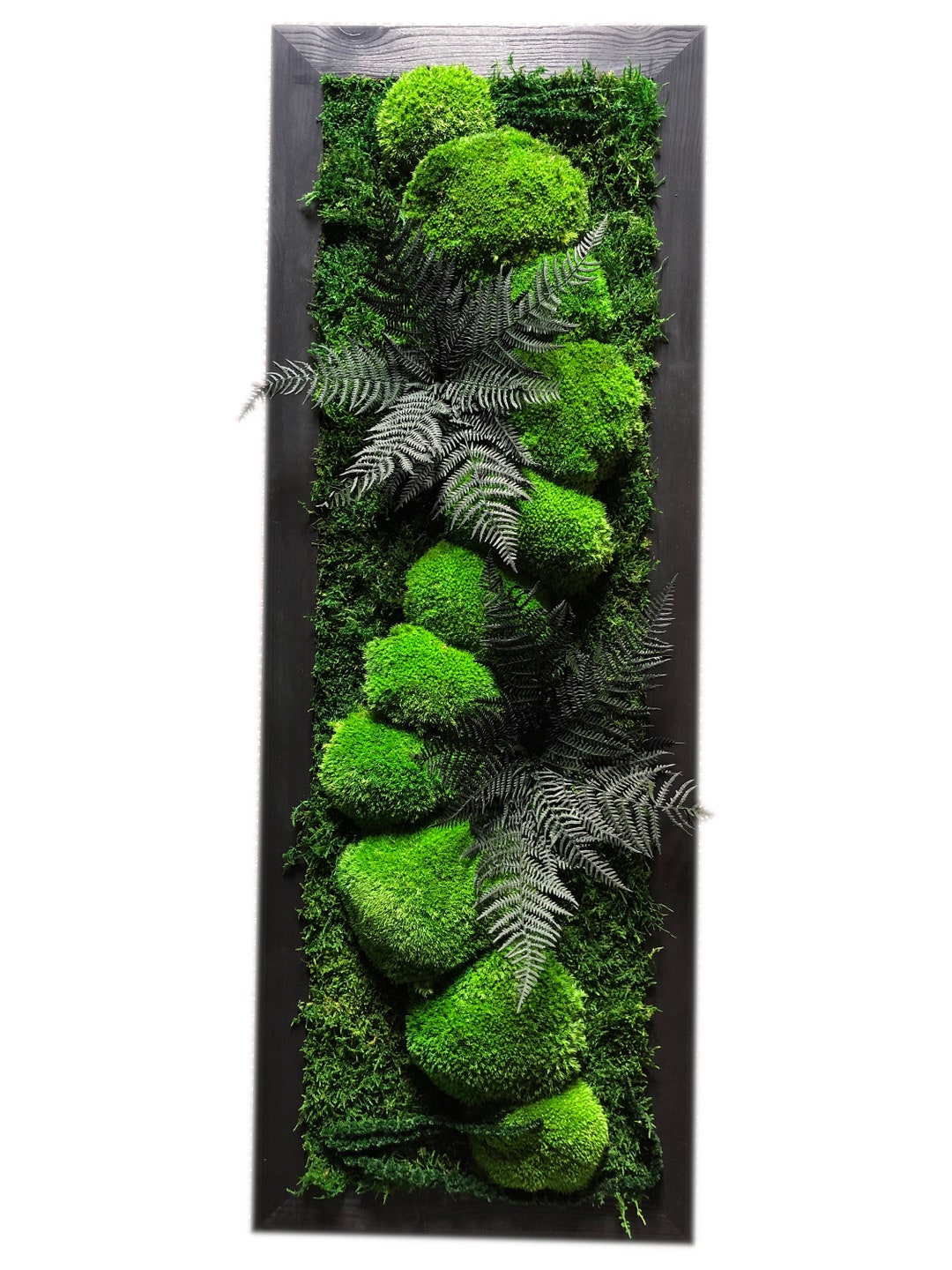 Moss Image With Preserved Spherical and Flat Mosses, Image of Moss ...