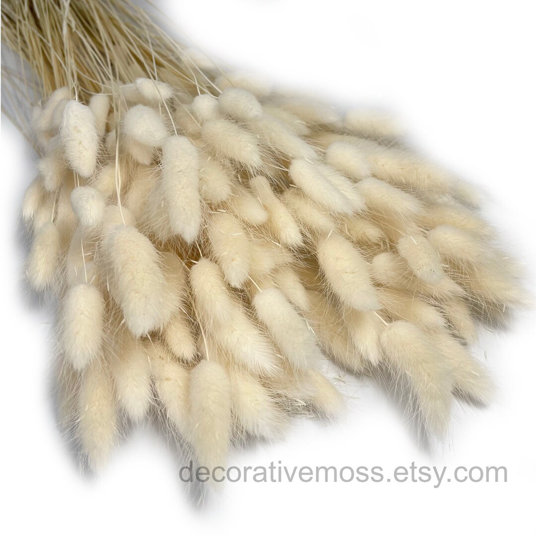 150 Lagurus White, Bunny Tails, Dried Flowers, Wedding, Cake Decoration ...