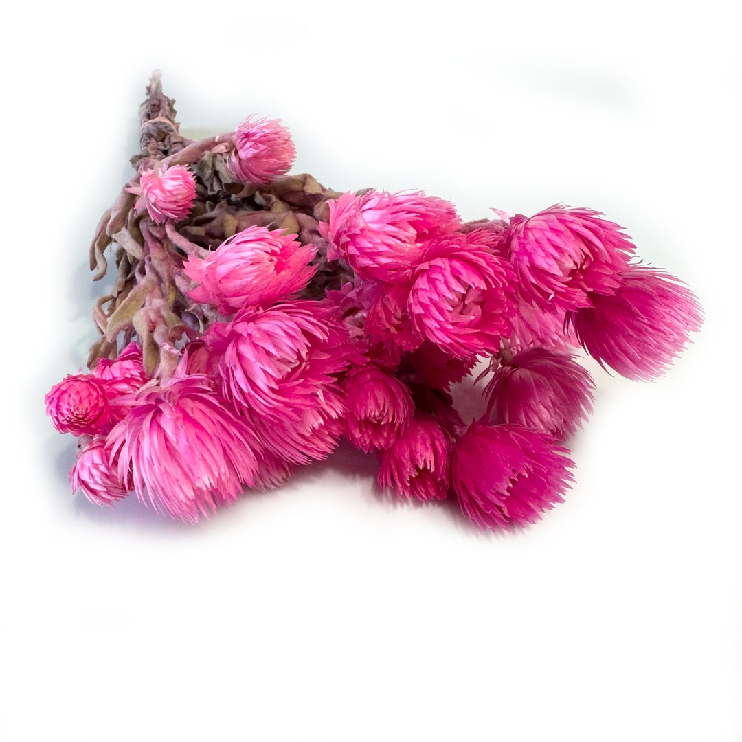 Bouquet Immortelle, Helichrysum Italicum, Dried Helichrysum, Natural ...
