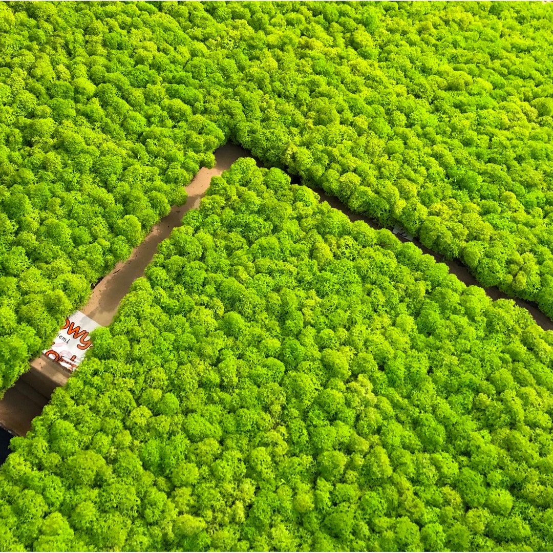 Green Wall Panel, Moss Tile, Panel With Reindeermoss, Preserved Moss ...