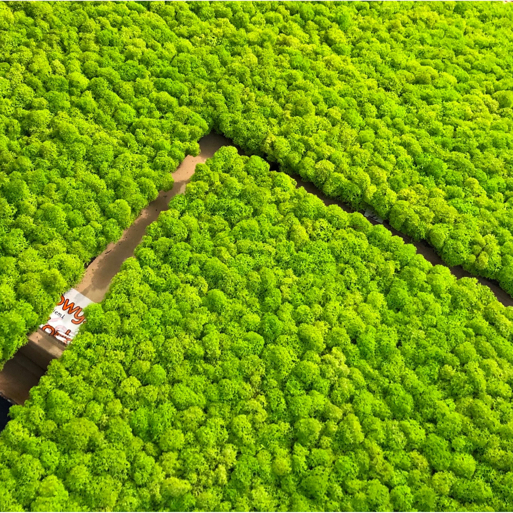 Green Wall Panel Moss Tile Panel With Reindeermoss - Etsy