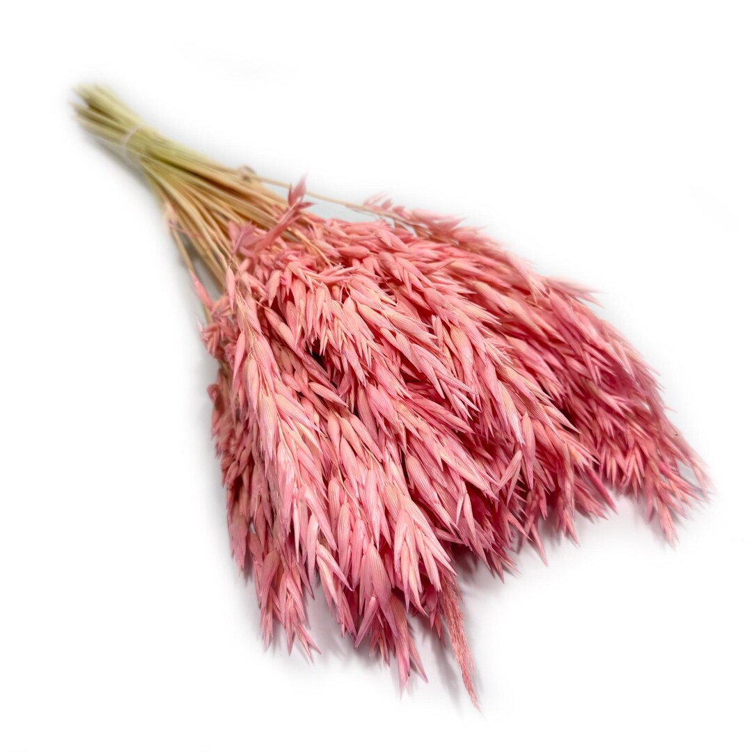 Dried Oat Pink, Dried Flowers, Floral Wedding Decor, Dried Flowers Home ...