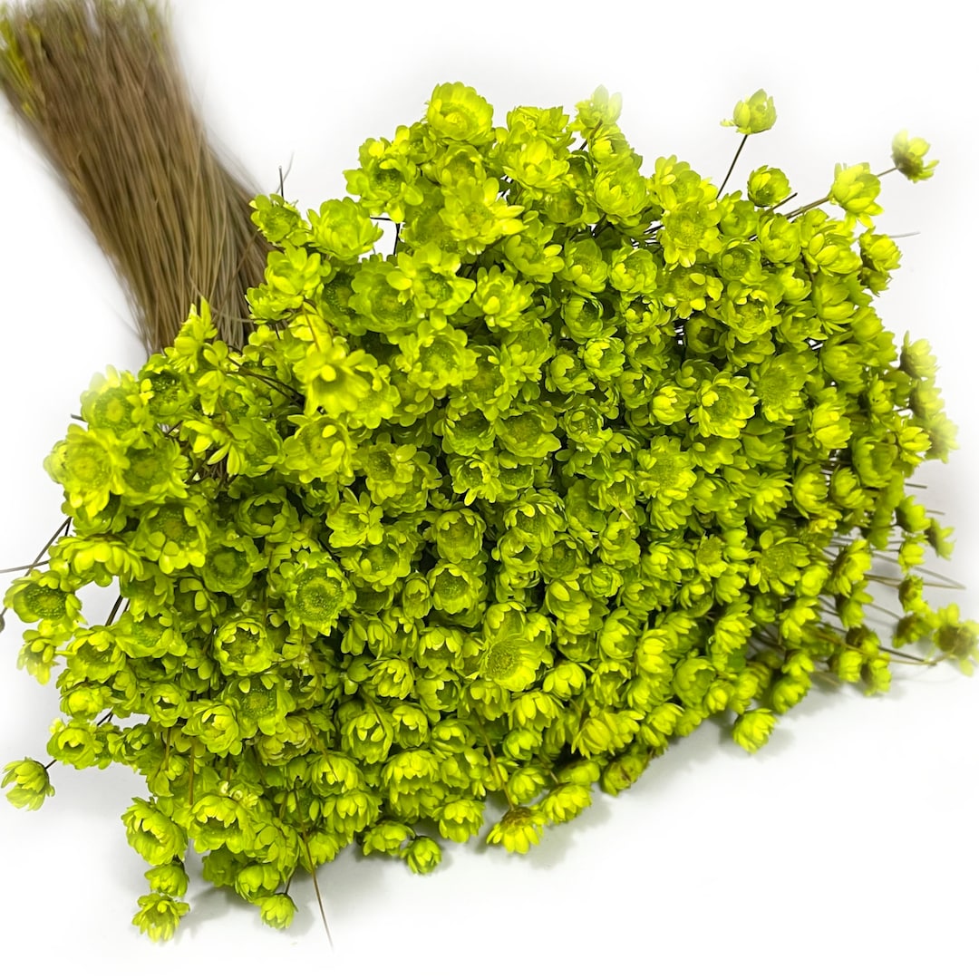 800 Dried Glixia Flowers, Natural Bouquet of Flowers, Wedding ...