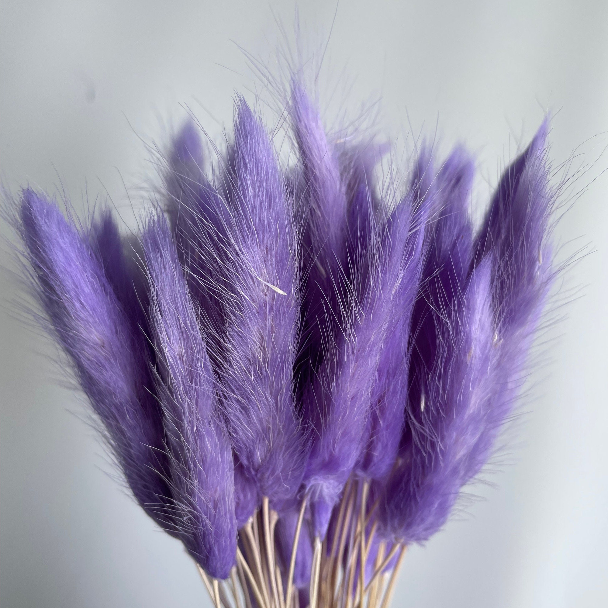 Purple Bunny Tails Natural Dried Lagurus Fluffy Grass - Etsy