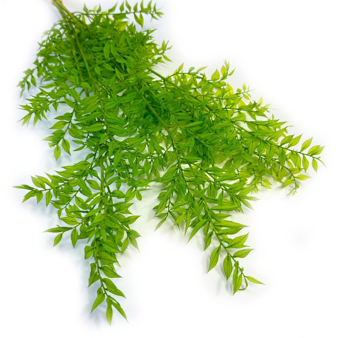 Preserved Ruscus, Stabilized Plant, 5 Stems (pieces), Light Green ...