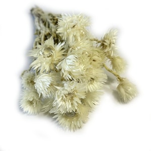 Bouquet Immortelle, Helichrysum Italicum, Dried Helichrysum, Bleached ...