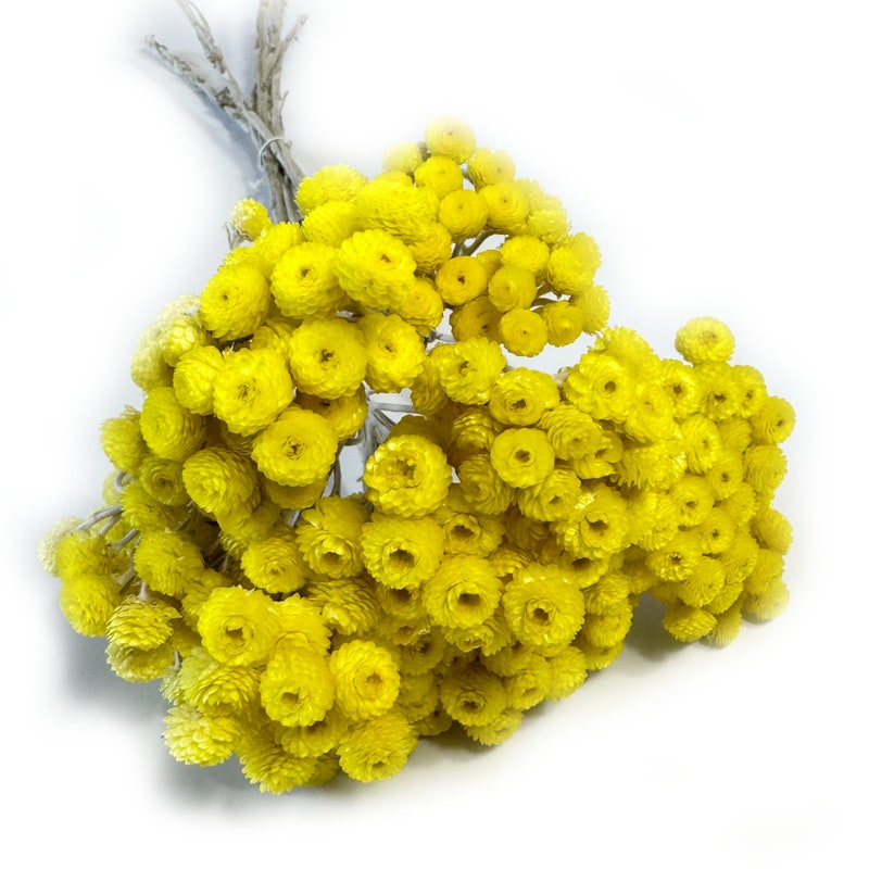 Yellow Dried Flowers - Etsy