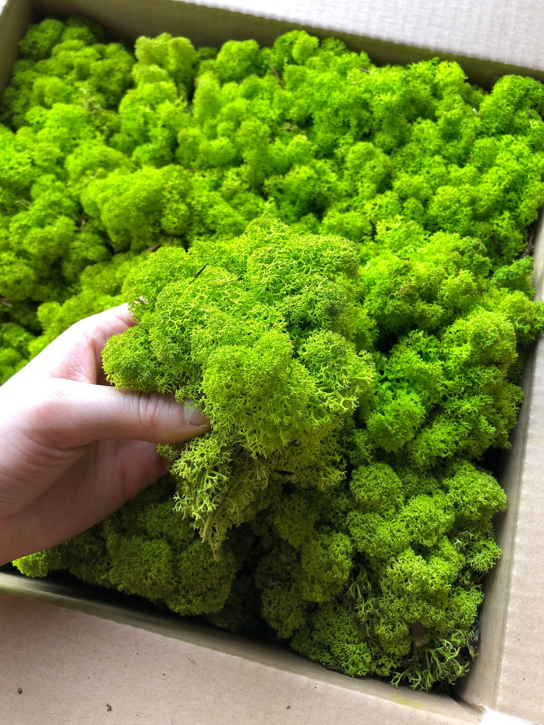 Preserved Green Moss, Reindeer Lichen, 4 COLOURS, Art Wall Decor ...