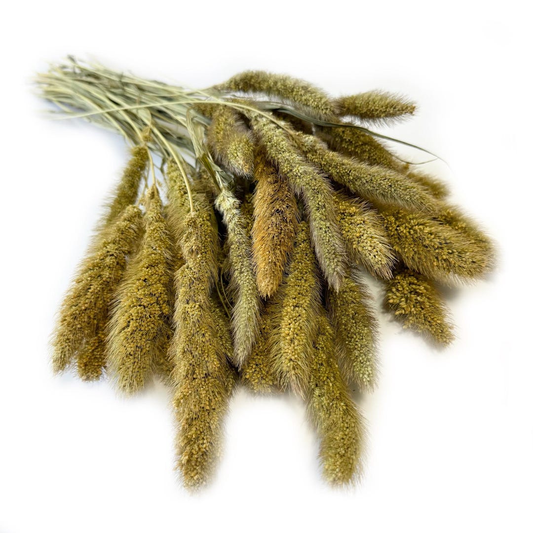 Dried Setaria Natural, Setarea Dried Flowers, Foxtails, Floral Wedding ...