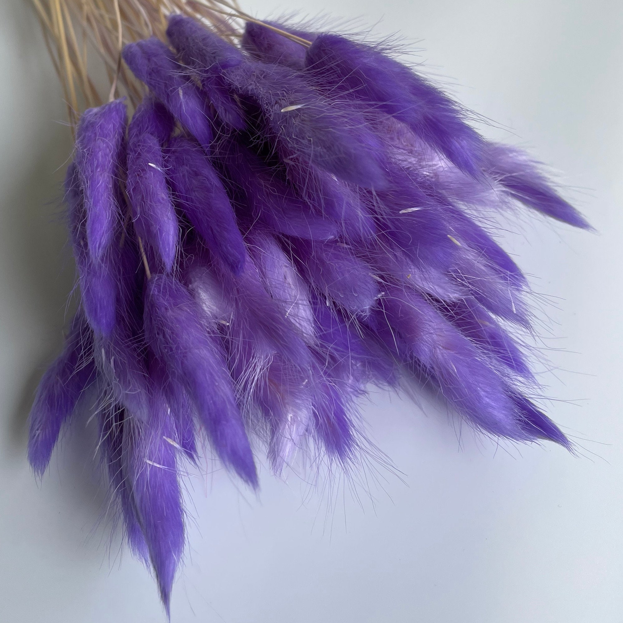 Purple Bunny Tails Natural Dried Lagurus Fluffy Grass - Etsy