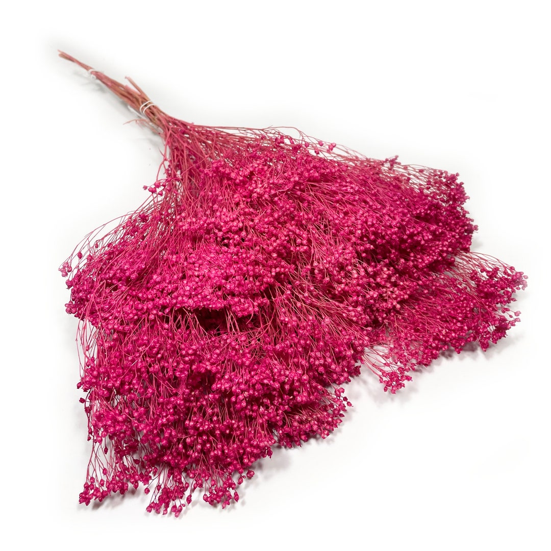 Dried Broom Bloom Fuchsia, Dried Flowers, Floral Wedding Decor, Dried ...