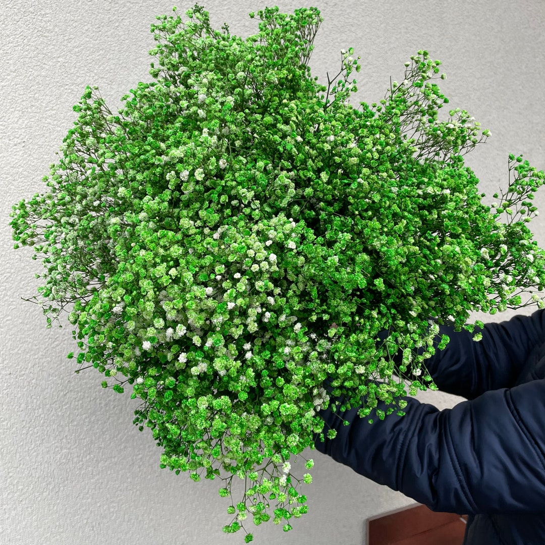 Preserved Baby's Breath | Green | Dried Flowers | Stabilized Gypsophila ...