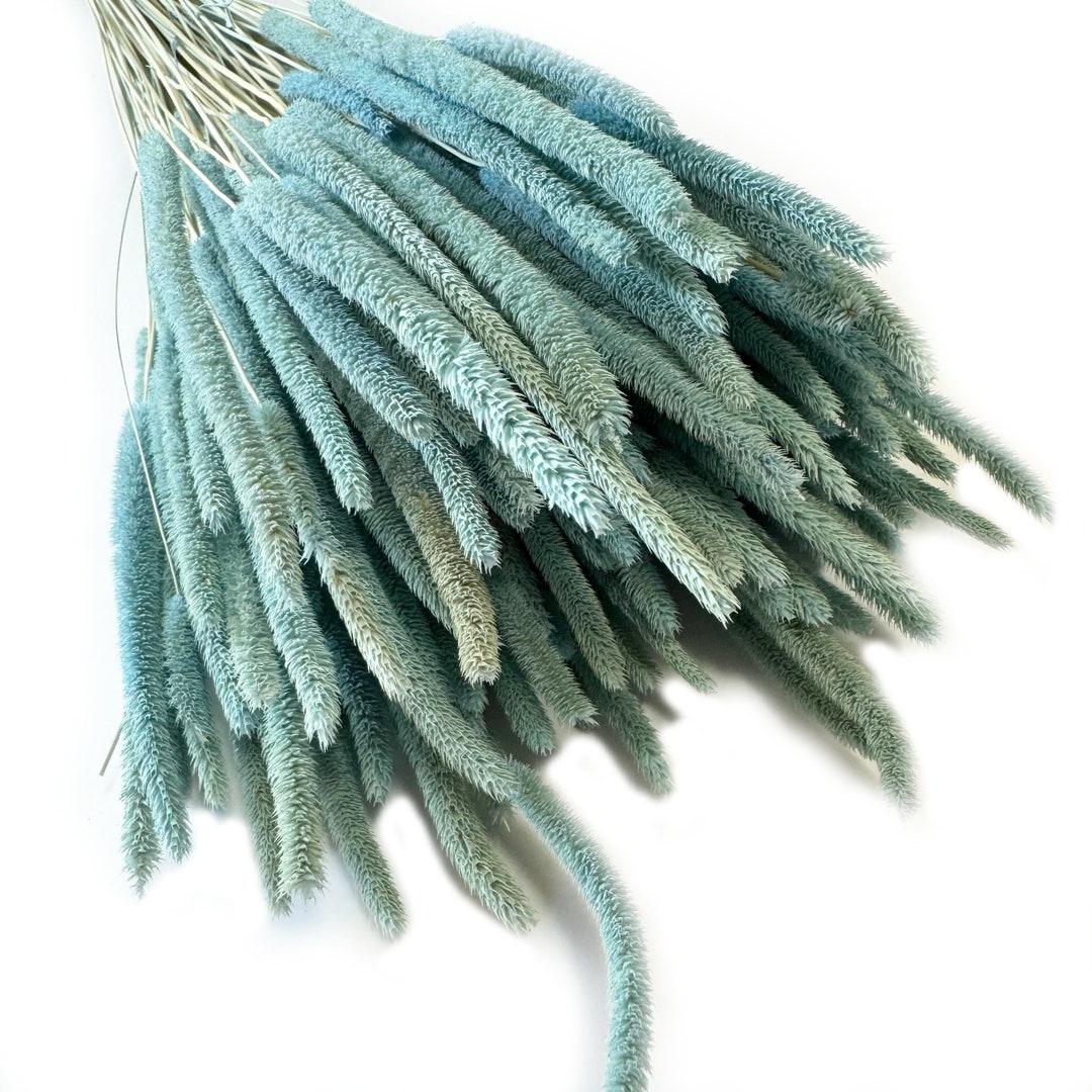 120 Dried Phleum (timothy Grass), Light Blue, Canary Grass, Dried ...