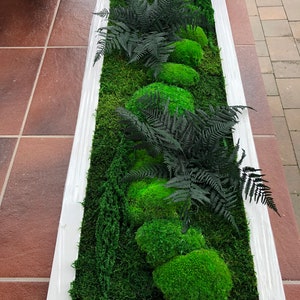Moss Image With Preserved Spherical and Flat Mosses, Image of Moss ...
