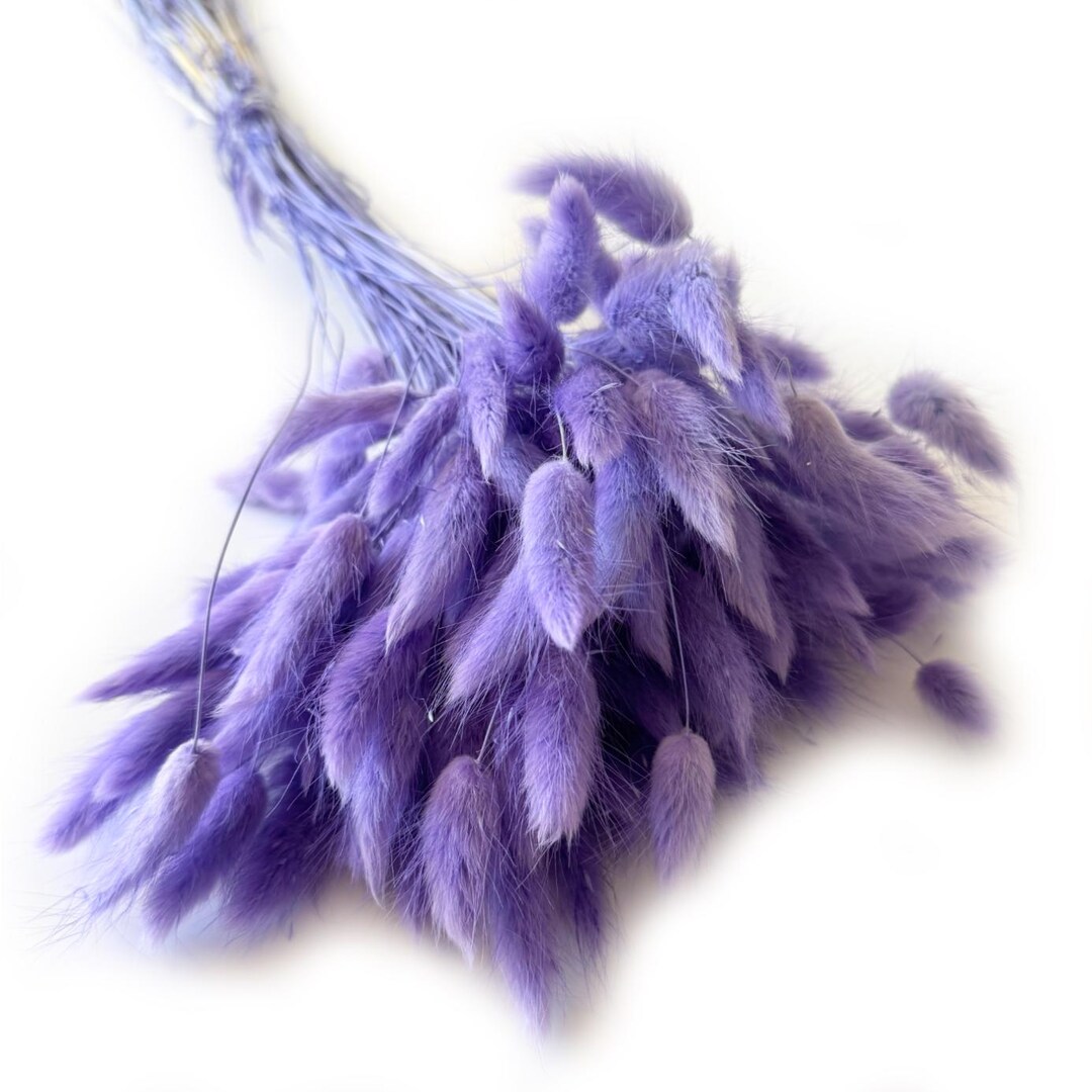 150 Lagurus Purple, Bunny Tails, Dried Flowers, Wedding, Cake ...