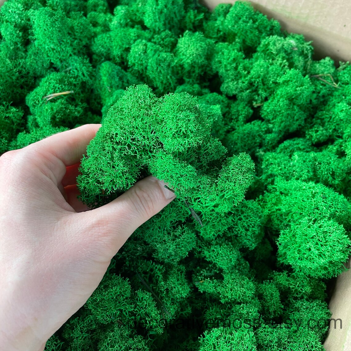 Preserved Green Moss Finnish Moss Reindeer Moss 2 COLORS - Etsy