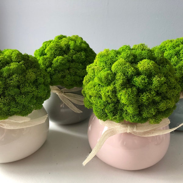 Moss Arrangement - Etsy