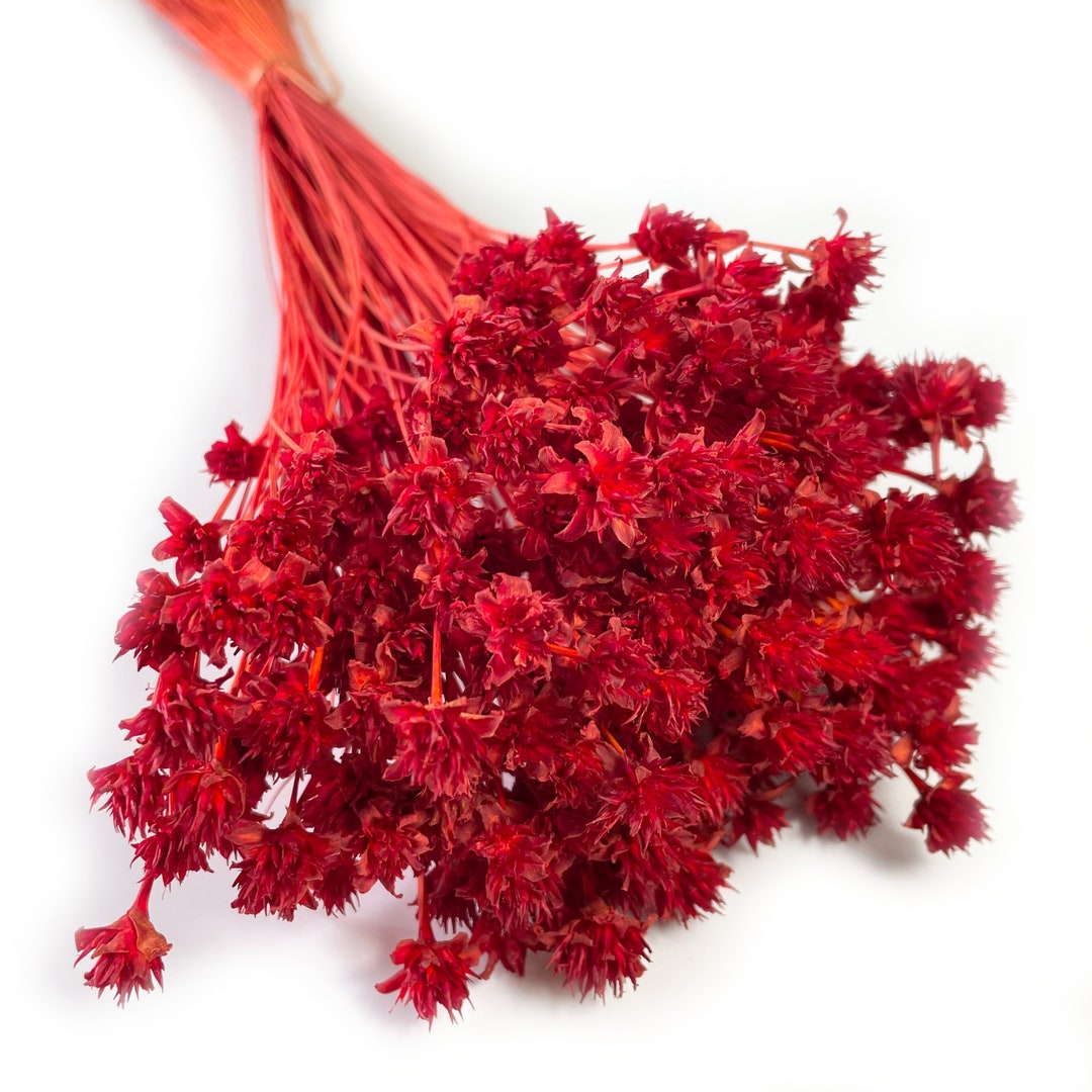 Dried Hill Flower Red, Dried Flowers, Floral Wedding Decor, Dried ...
