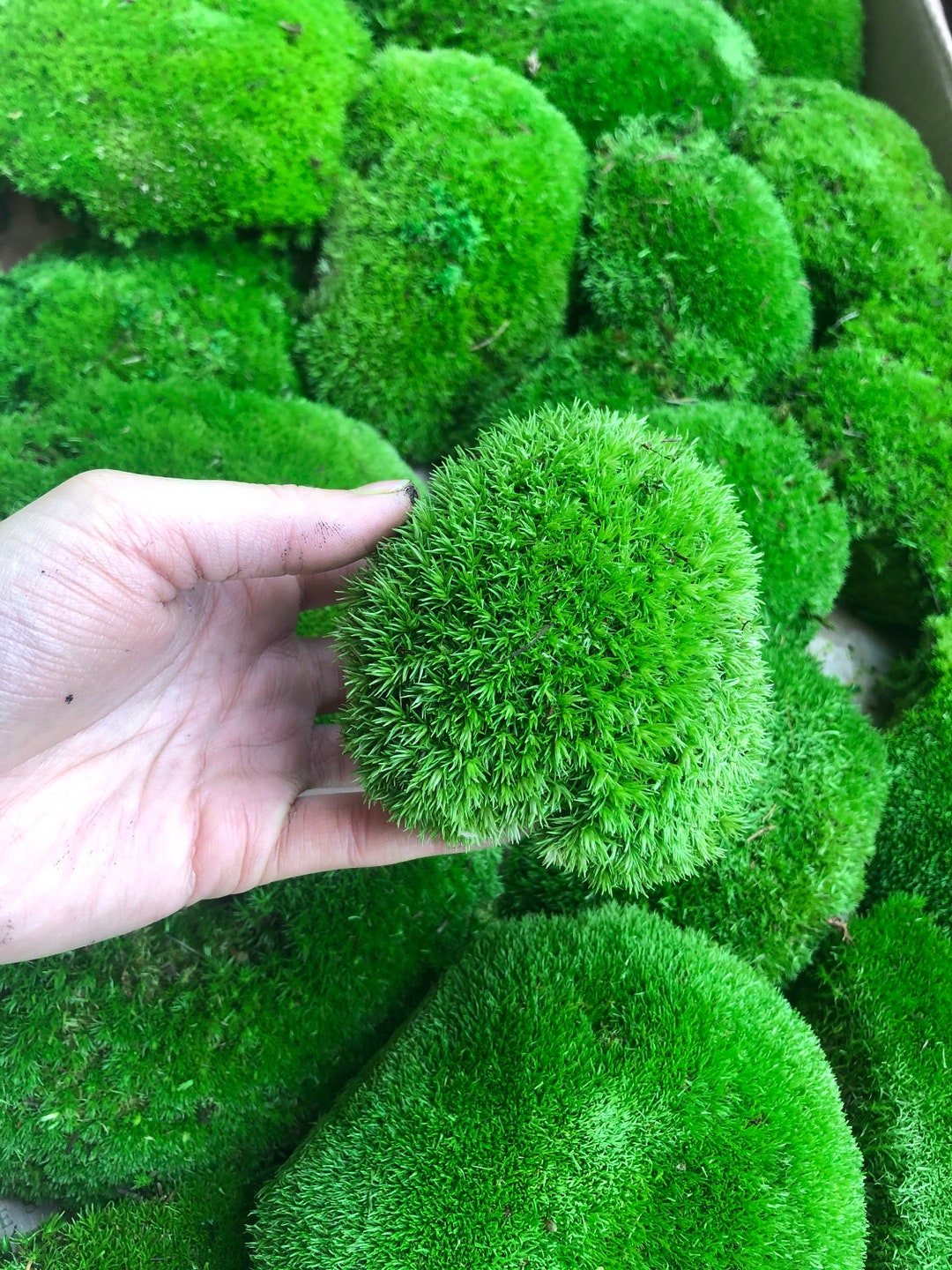 Pole Moss, Preserved Moss, Ball Moss - Etsy