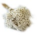 800 Dried Glixia Flowers, Natural Bouquet of Flowers, Wedding ...