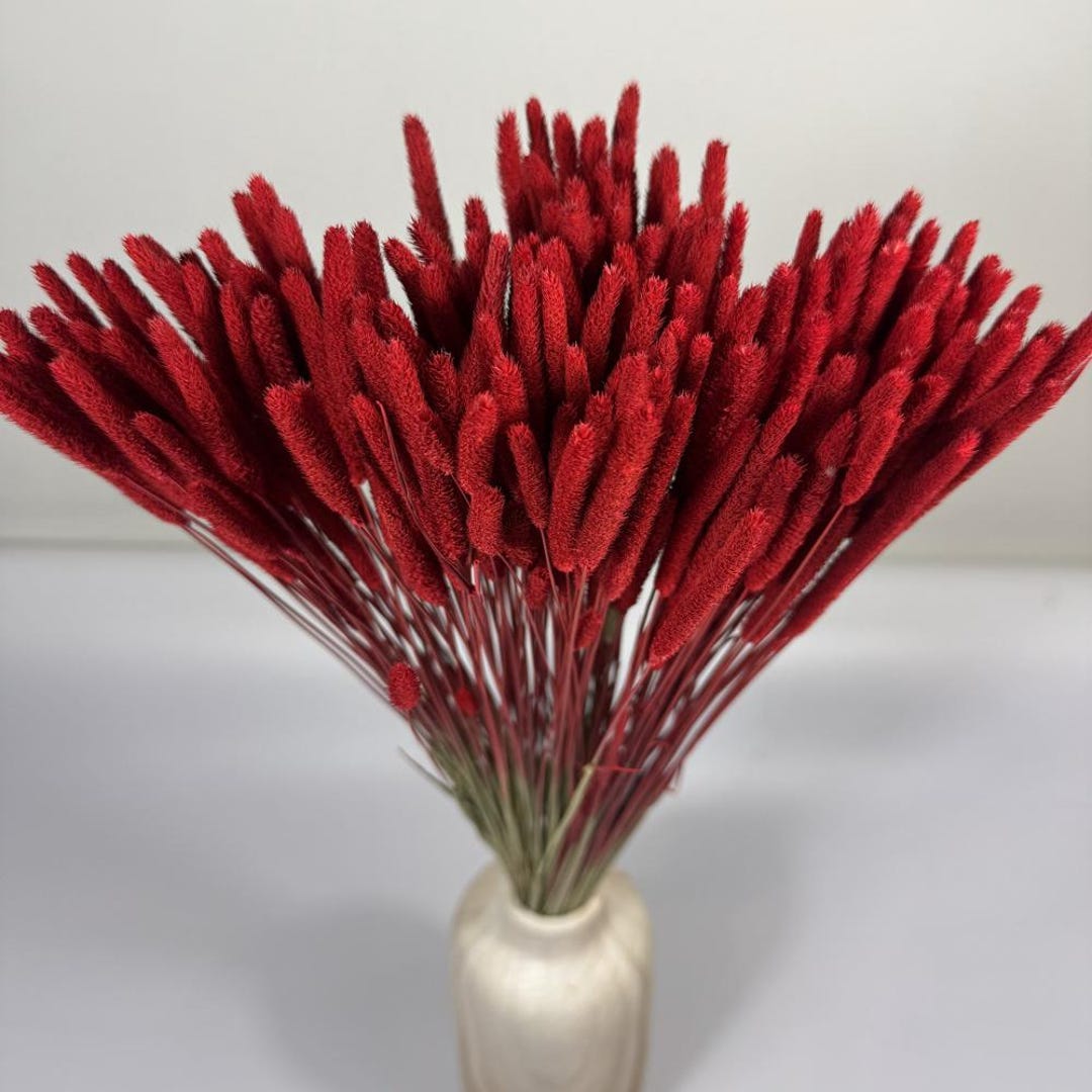 150 Dried Phleum (timothy Grass), Red, Dried Flowers, Cake Decoration ...