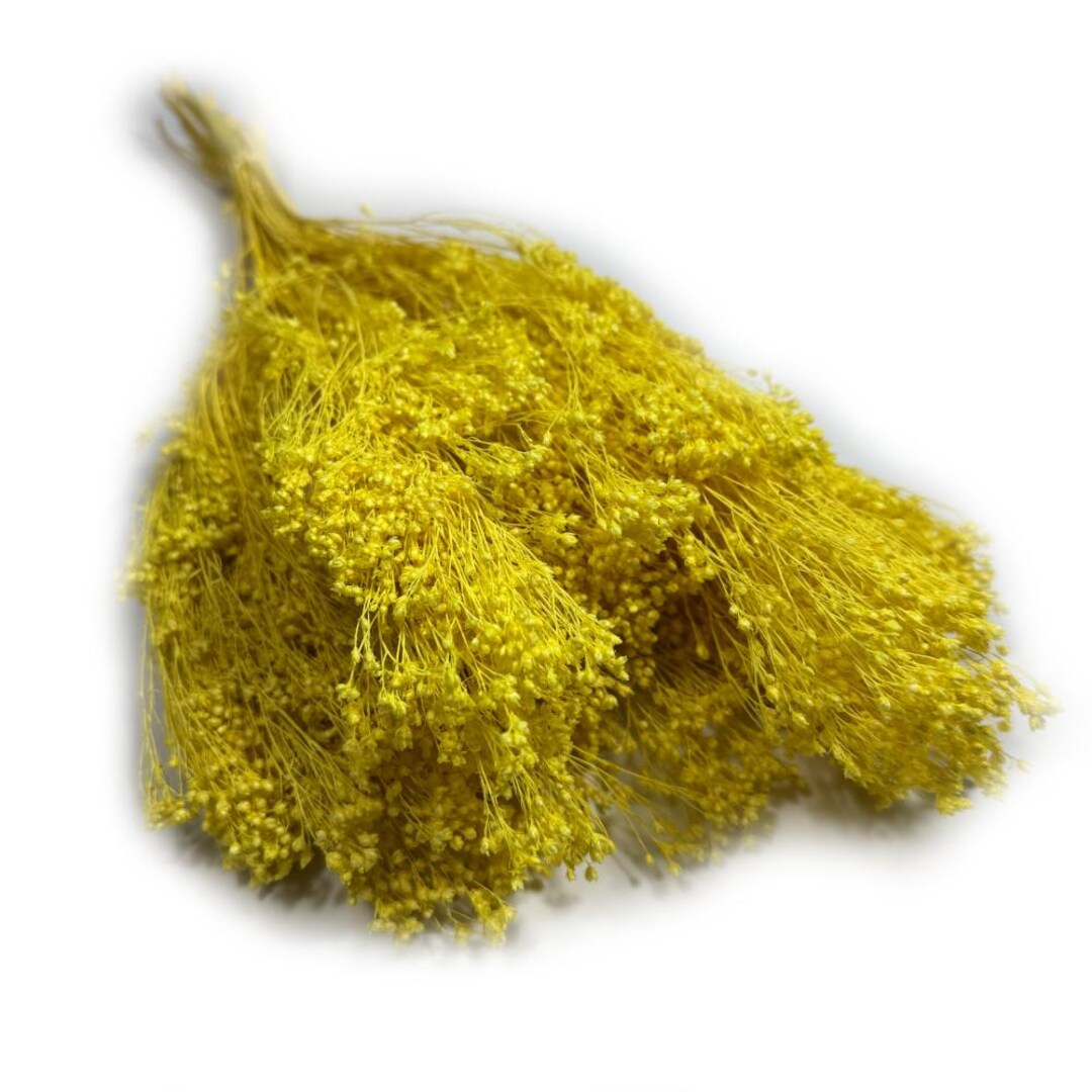 Dried Broom Bloom Yellow, Dried Flowers, Floral Wedding Decor, Dried ...