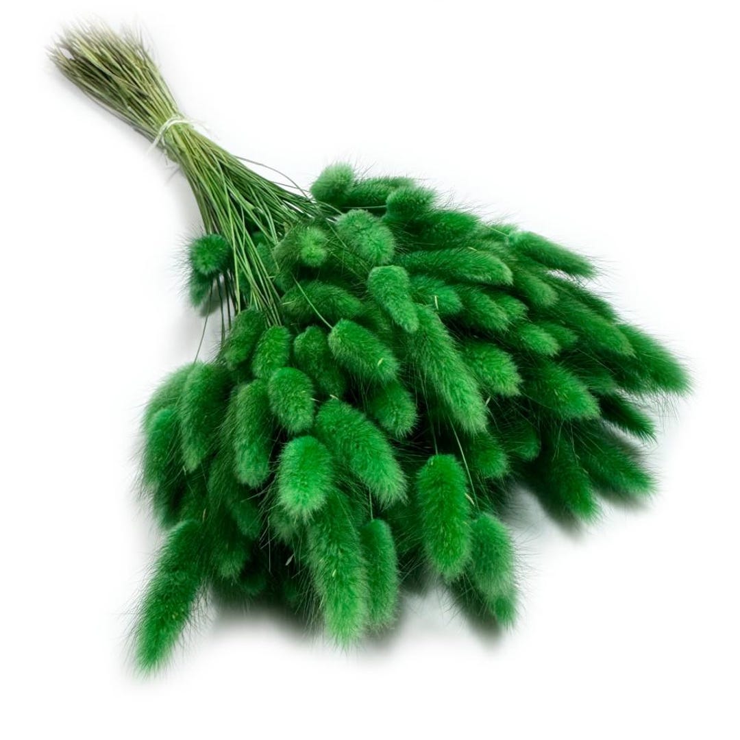 150 Lagurus Green, Bunny Tails, Dried Flowers, Wedding, Cake Decoration ...