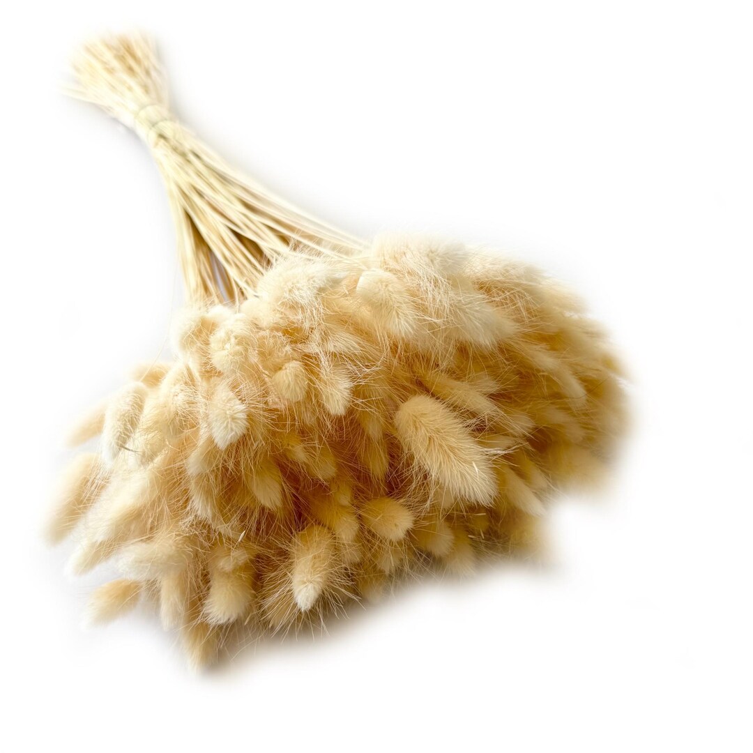 150 Lagurus Creamy, Bunny Tails, Dried Flowers, Wedding, Cake ...