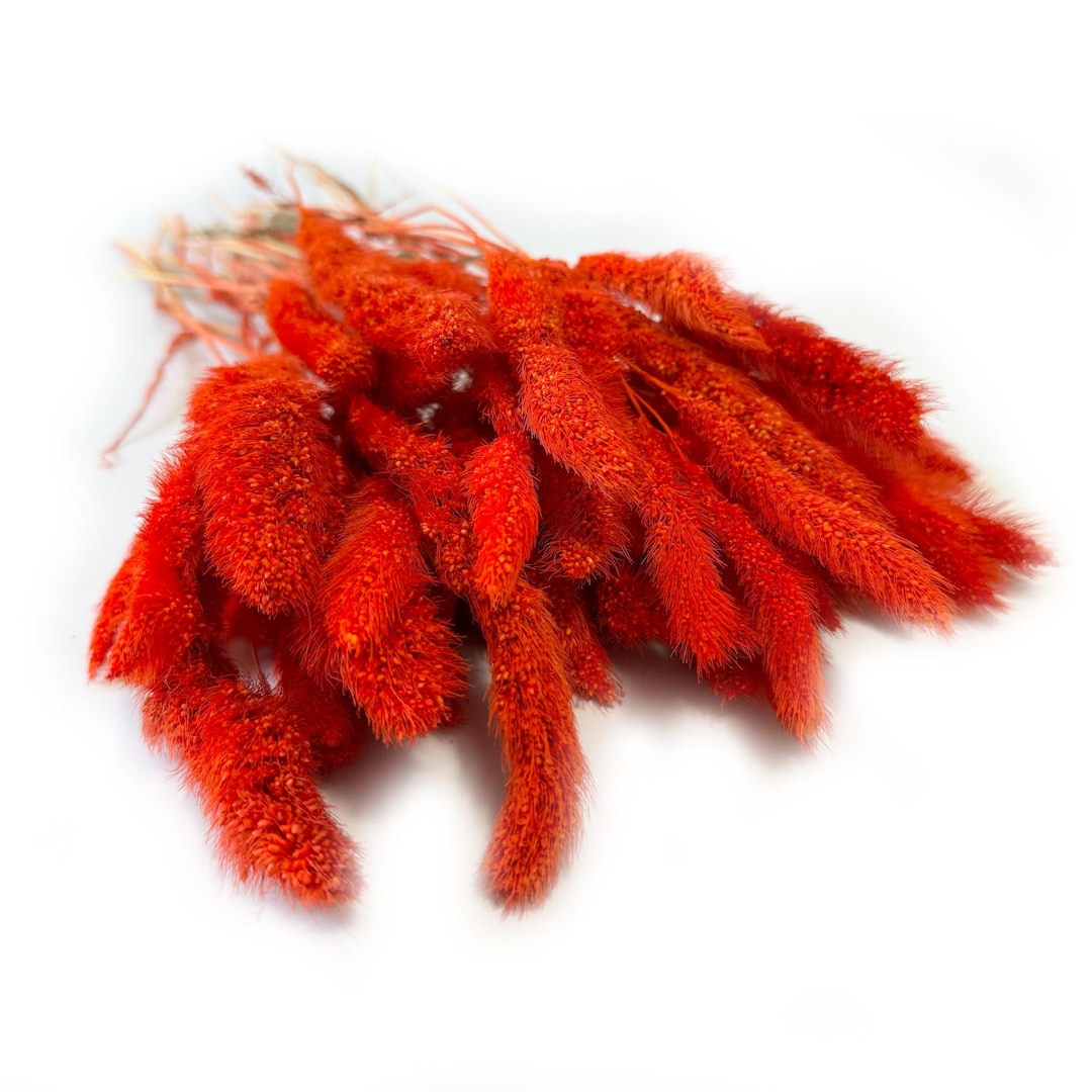 Dried Setaria Orange, Setarea Dried Flowers, Foxtails, Floral Wedding ...
