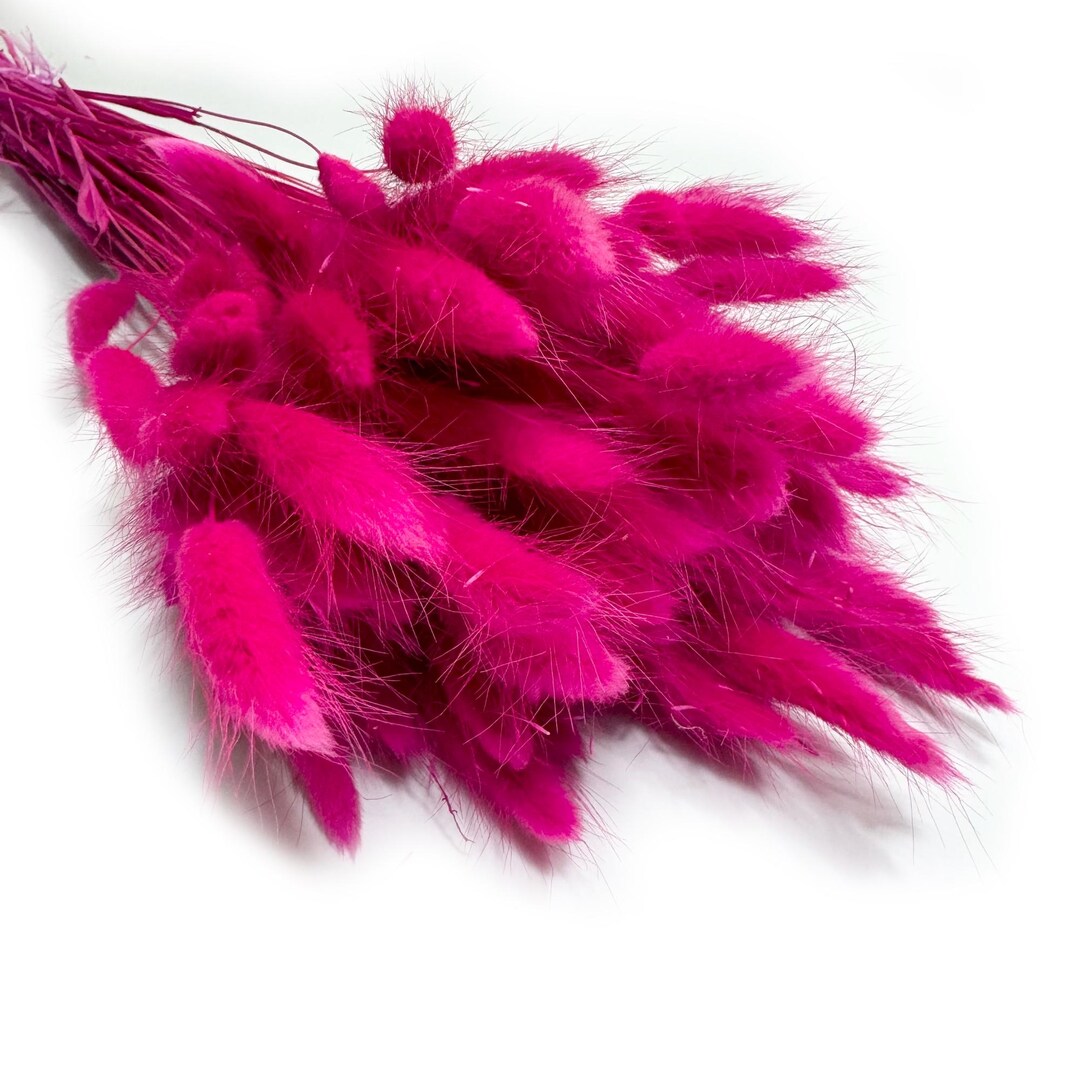 150 Lagurus Fuchsia, Bunny Tails, Dried Flowers, Wedding, Cake ...