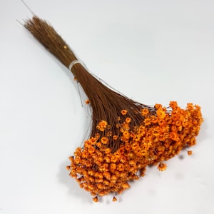 800 Dried Glixia Flowers, Orange, Natural Bouquet of Flowers, Wedding ...