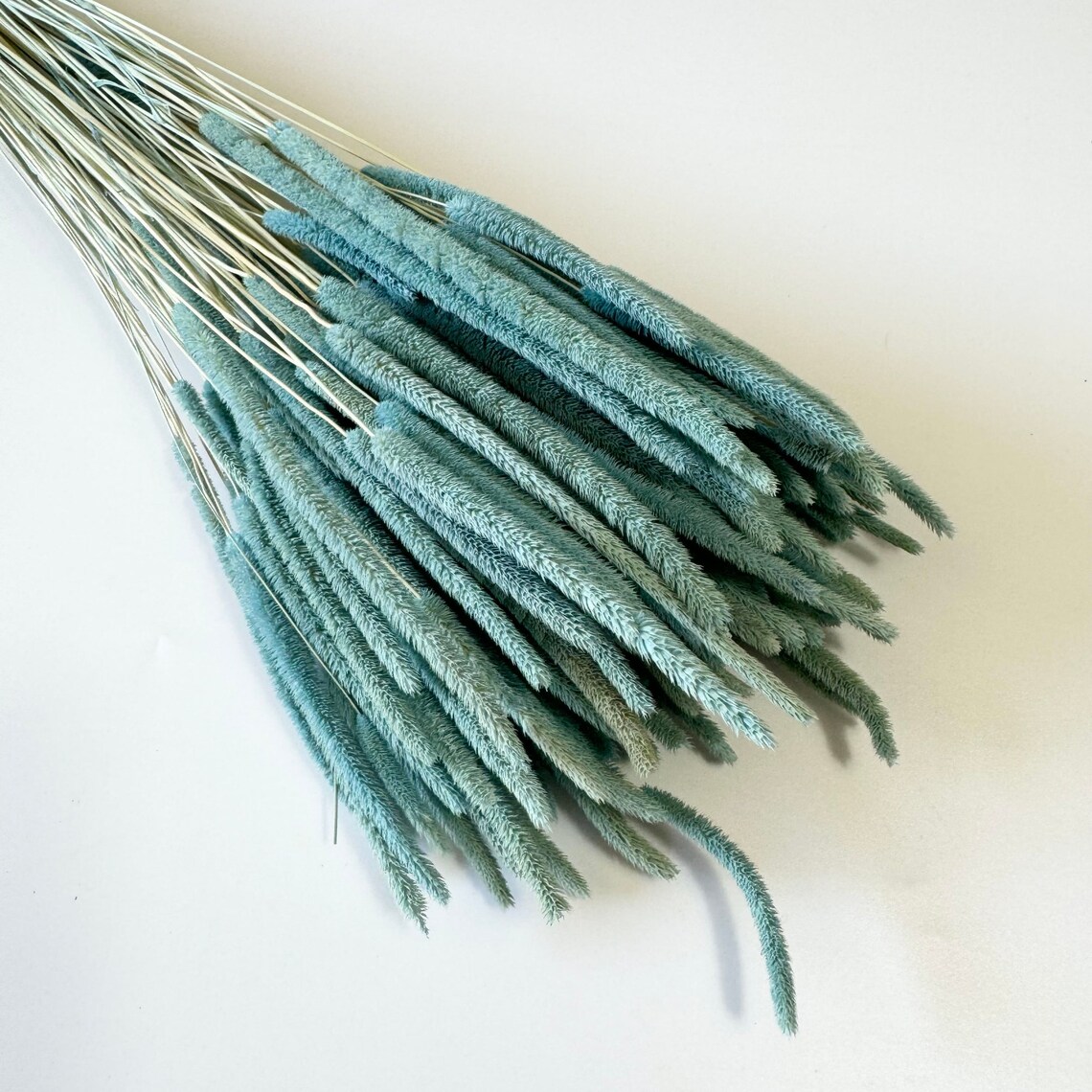 120 Dried Phleum (timothy Grass), Light Blue, Canary Grass, Dried ...