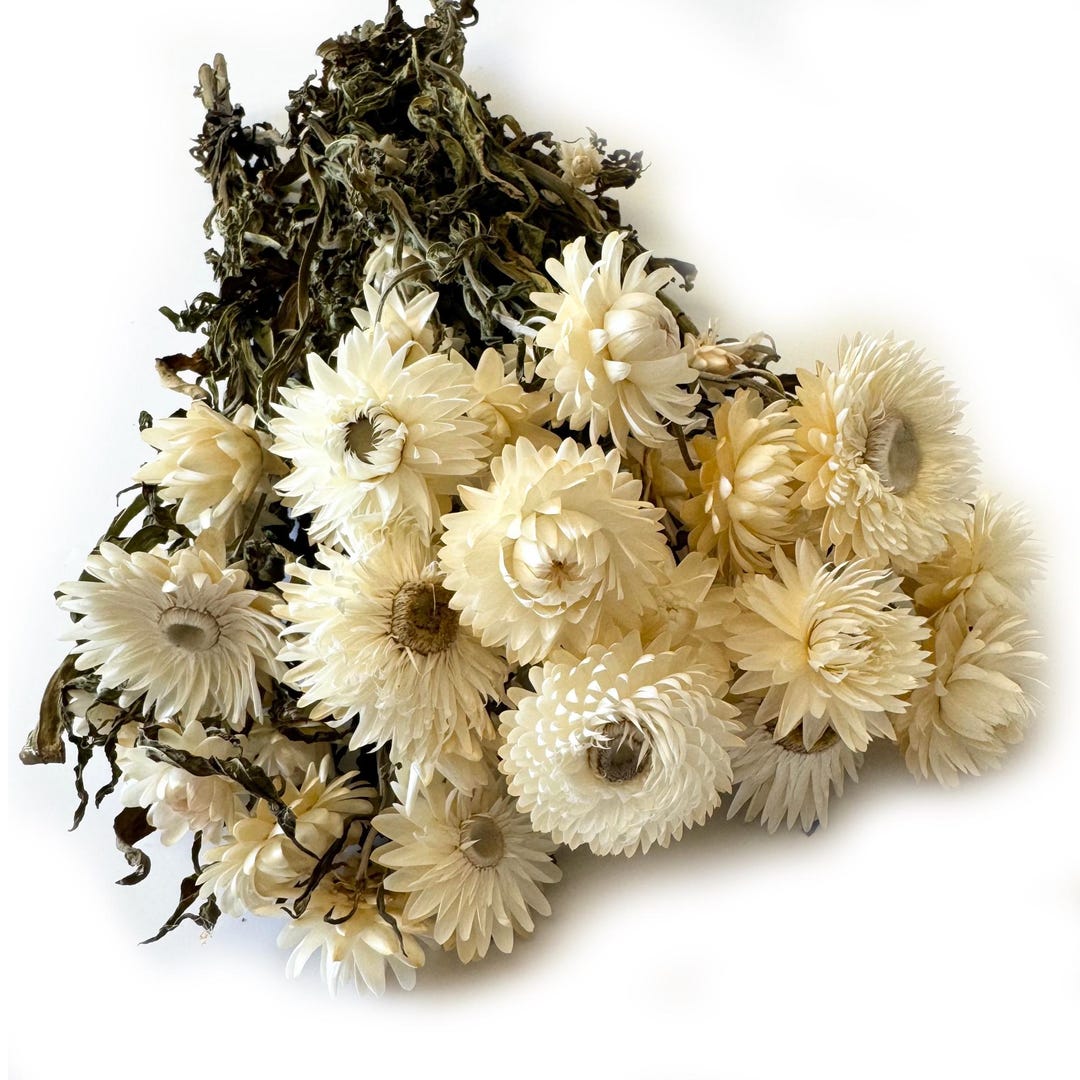 Natural Dried Helichrysum Flowers Home Decor Dried Flowers Wedding ...