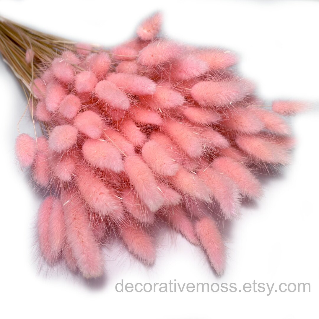 150 Lagurus Pink, Bunny Tails, Dried Flowers, Wedding, Cake Decoration ...