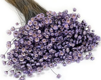 800 Dried Glixia Flowers, Natural Bouquet of Flowers, Wedding ...