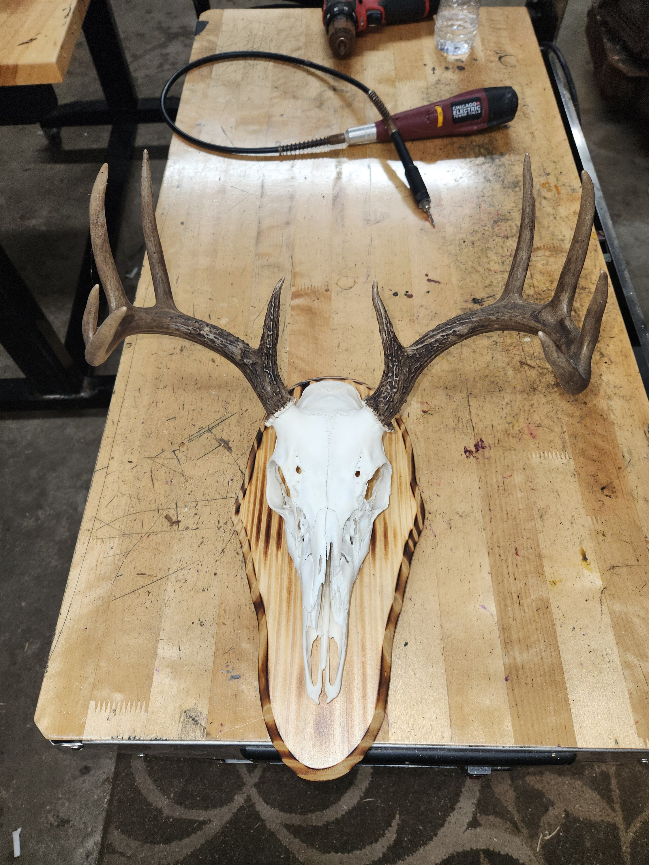 Whitetail Euro Mount on Plaque - Etsy