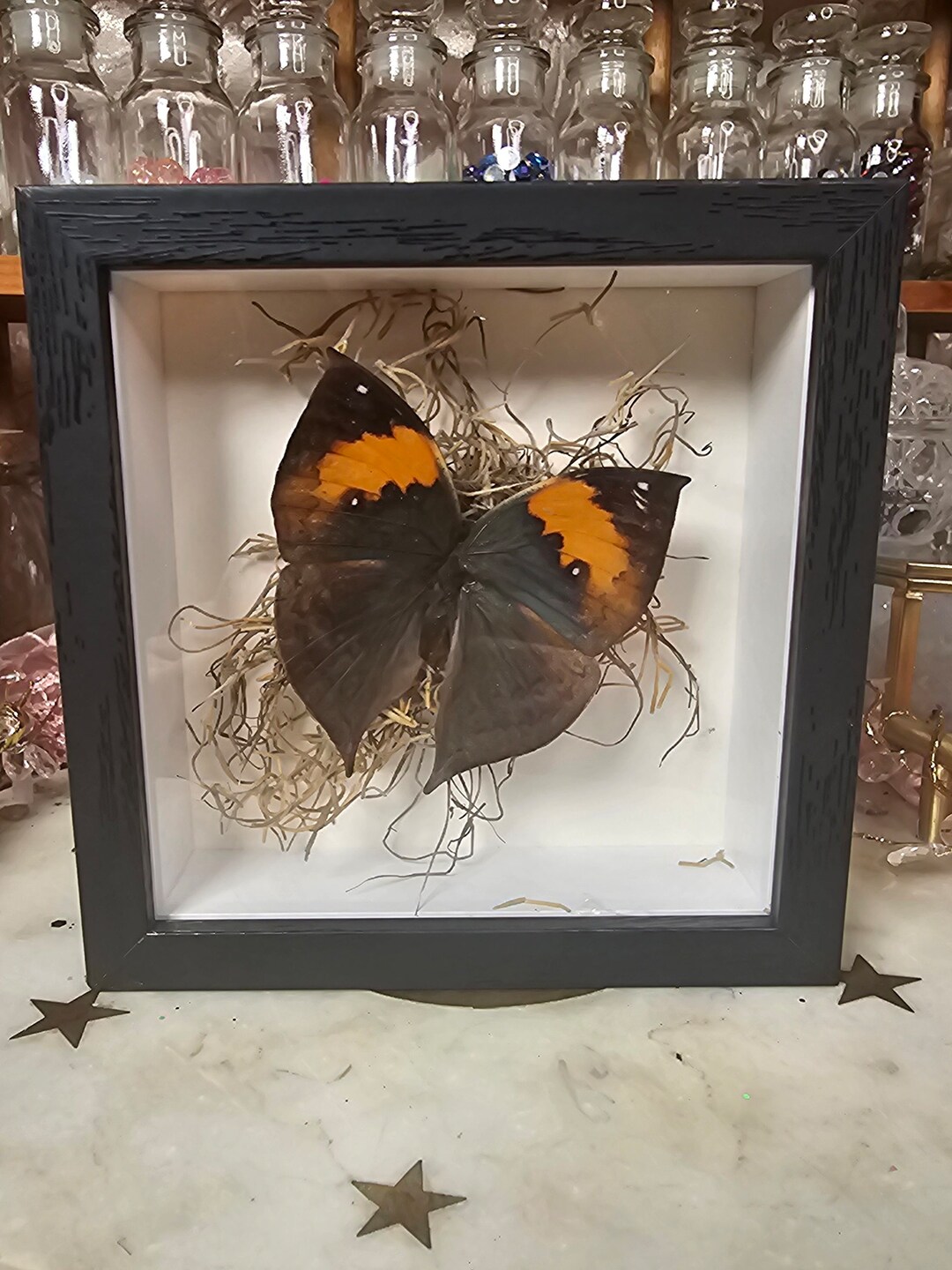 Butterfly Specimen Shadow Box - Etsy