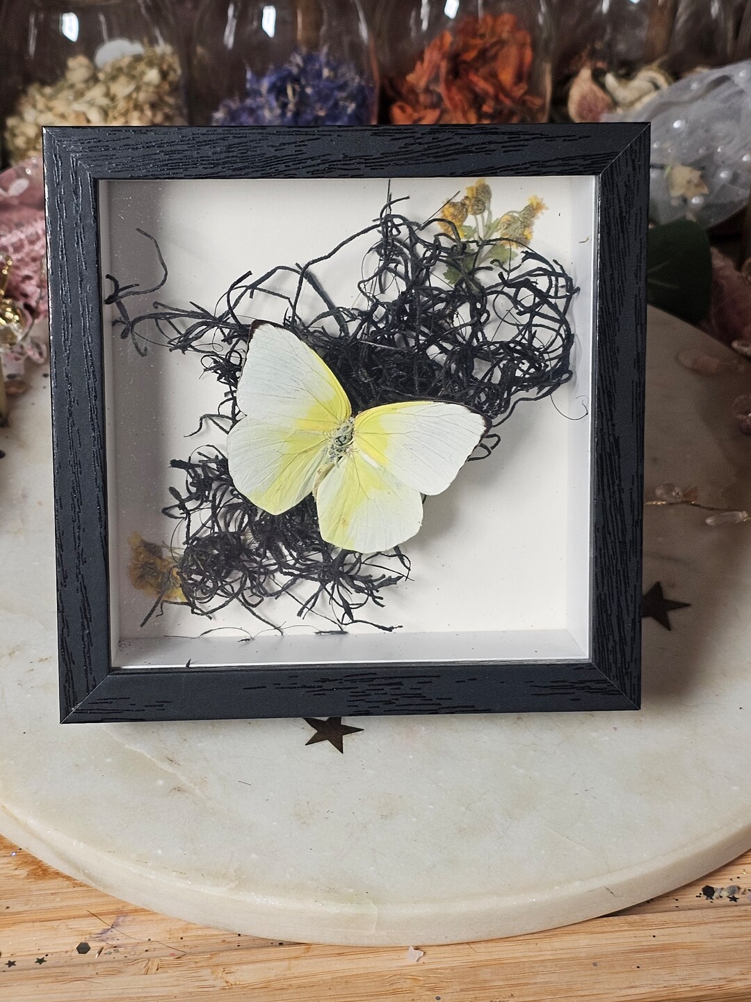 Butterfly Specimen Shadow Box - Etsy