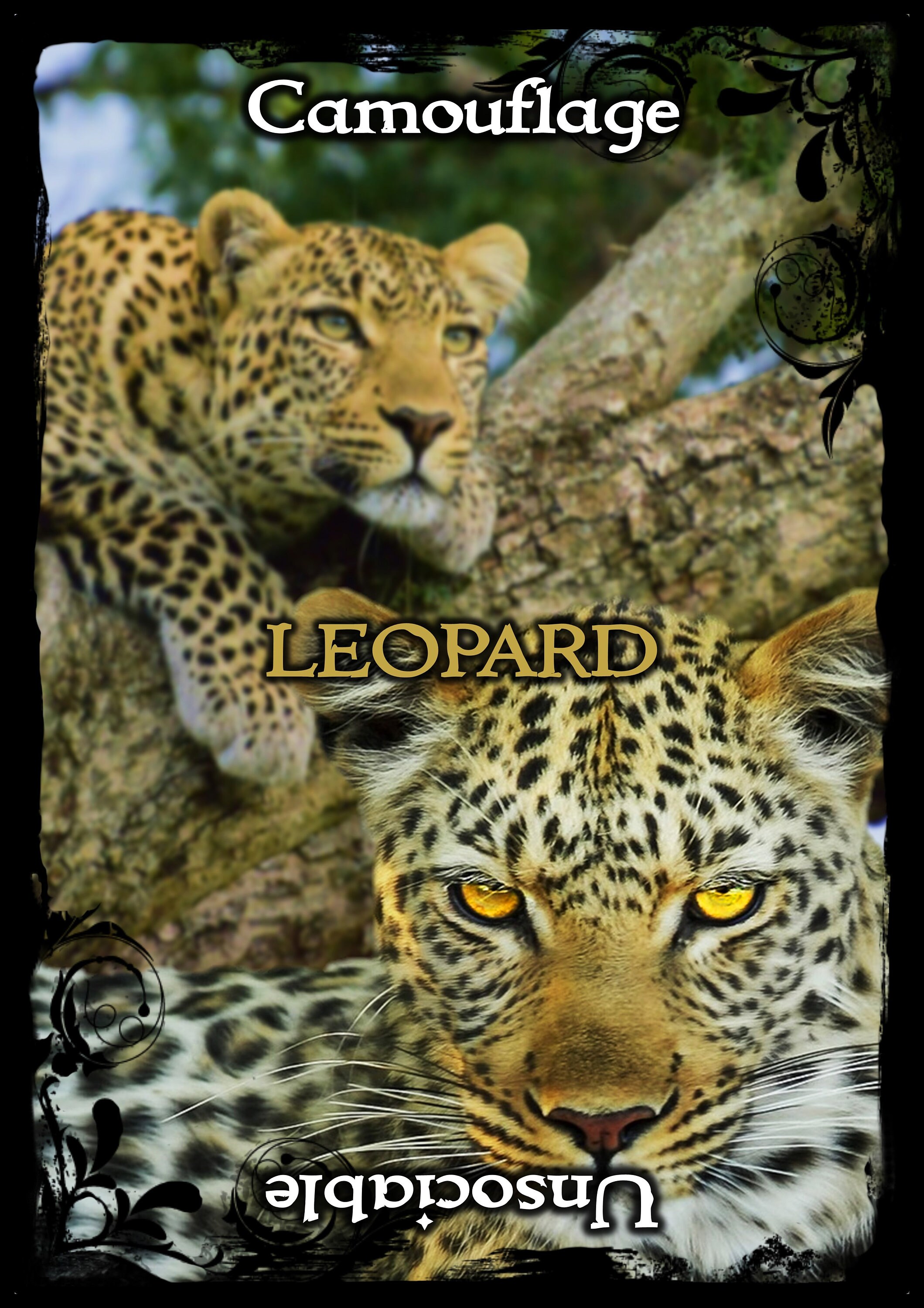 Animal Spiritual Guidance and Aspects Oracle Psychic Cards - Etsy Australia