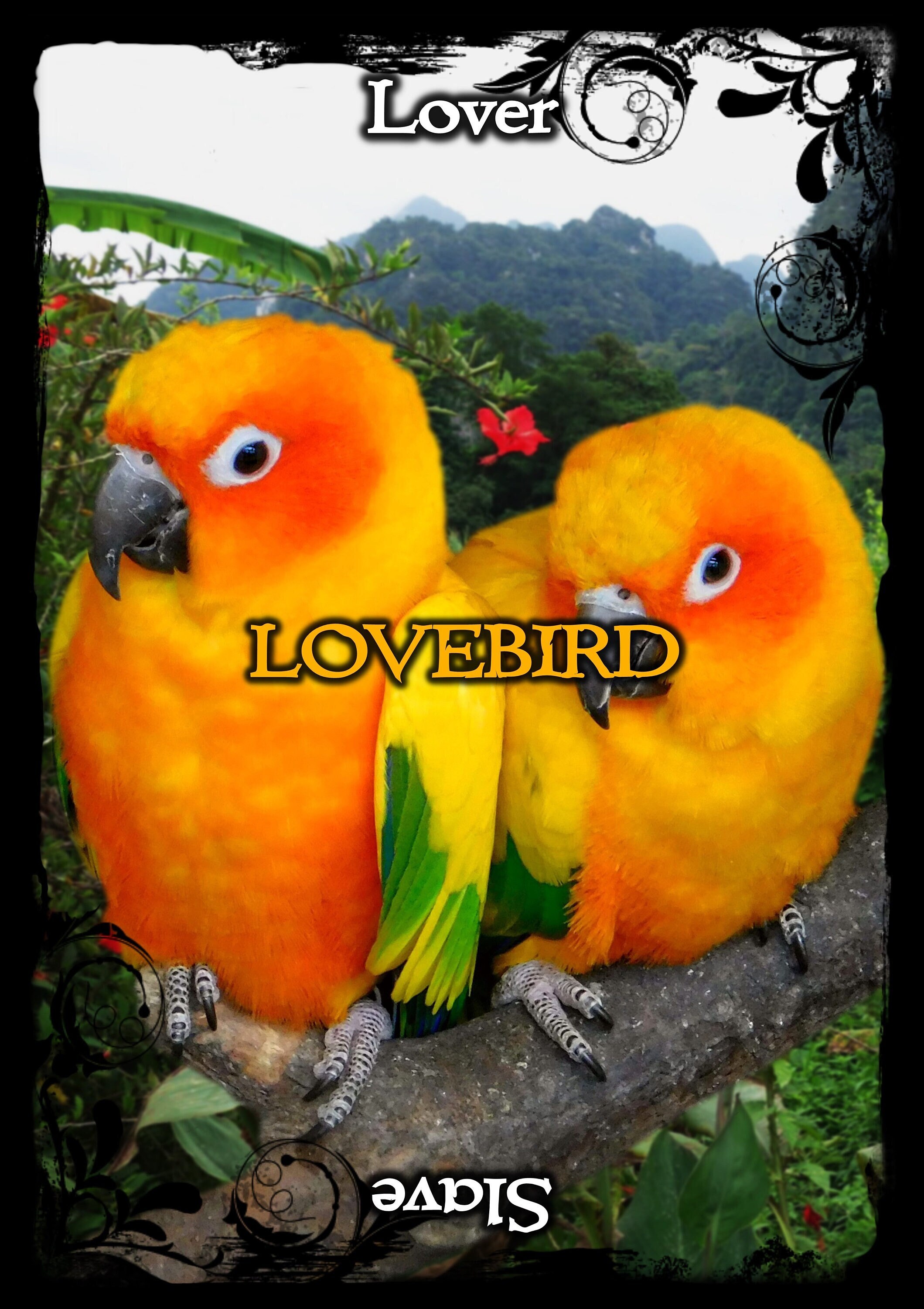 Animal Spiritual Guidance and Aspects Oracle Psychic Cards - Etsy Australia