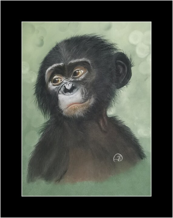 Baby Bonobo