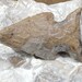 Desert Delta Side Notch Arrowhead Projectile Point - Ancient Native ...