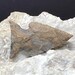 Desert Delta Side Notch Arrowhead Projectile Point - Ancient Native ...