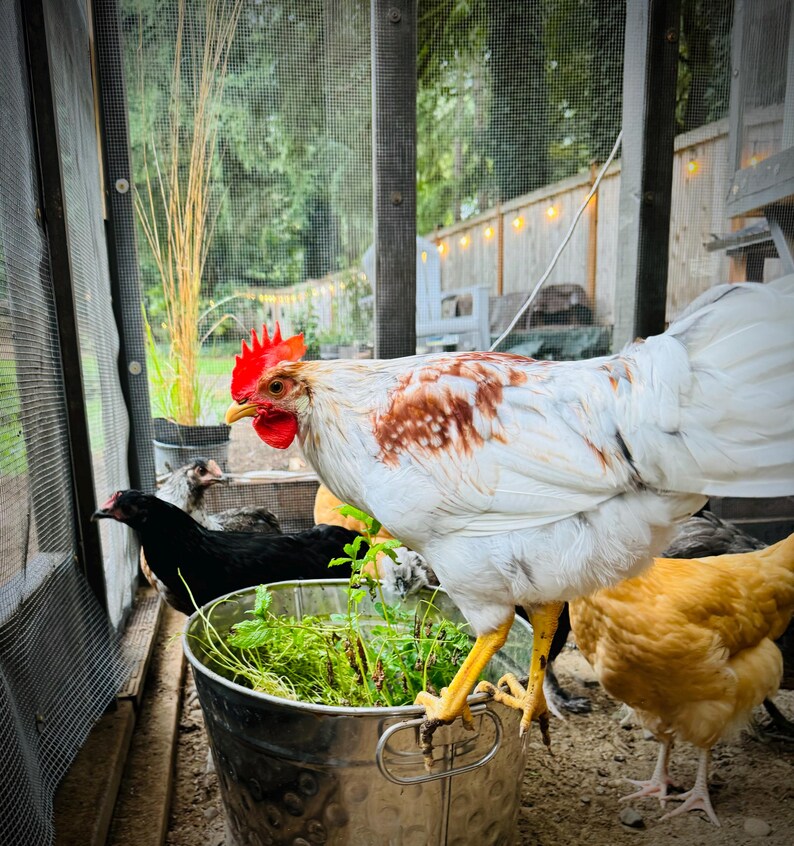 Chicken Farm Animal Name Sign Custom - Etsy